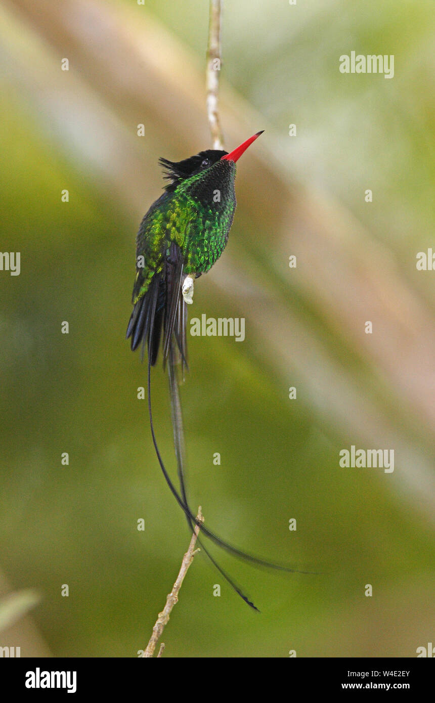 Jamaican Doctor Bird Pictures