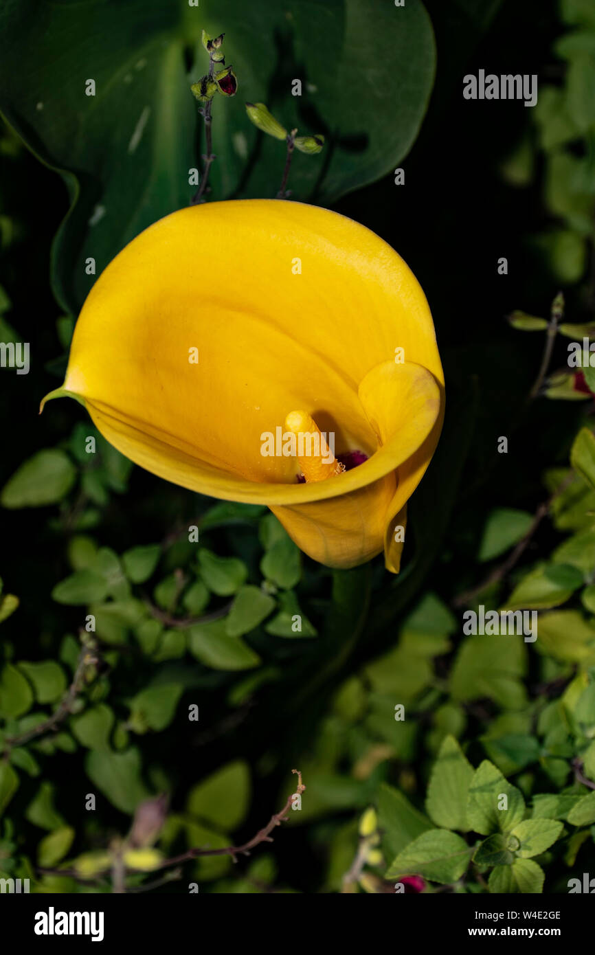 Calla lily flower yellow hi-res stock photography and images - Alamy