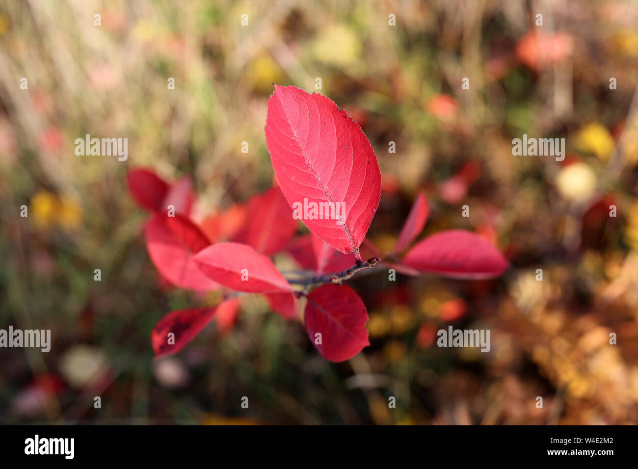 Red chokeberry leaves in a macro closeup with beautiful multicolored ...