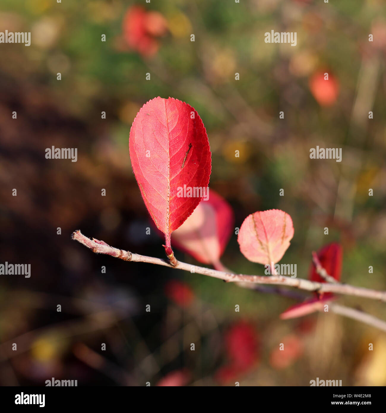 Red chokeberry leaves in a macro closeup with beautiful multicolored ...