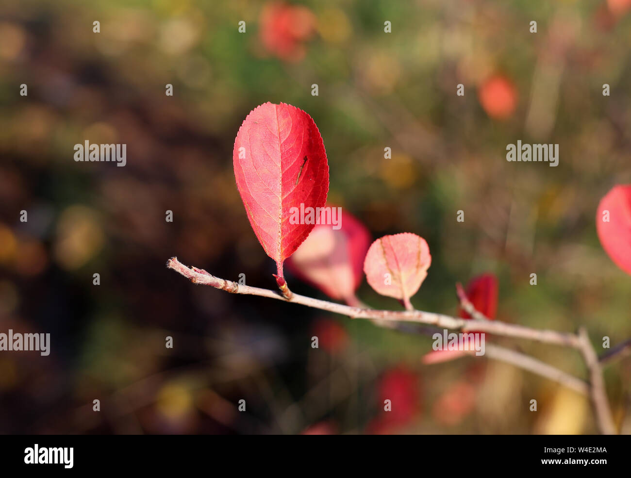 Red chokeberry leaves in a macro closeup with beautiful multicolored ...