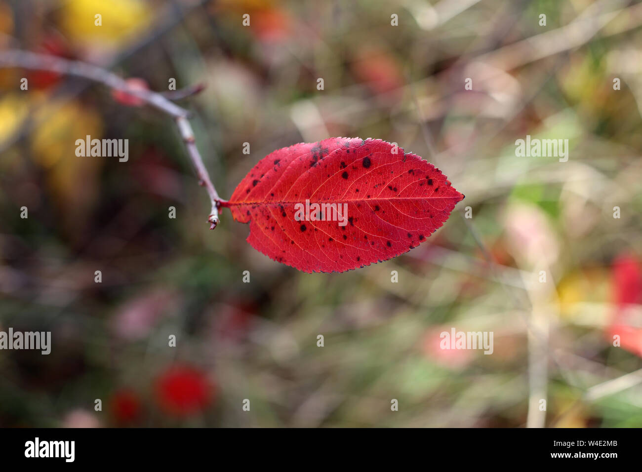 Red chokeberry leaves in a macro closeup with beautiful multicolored ...