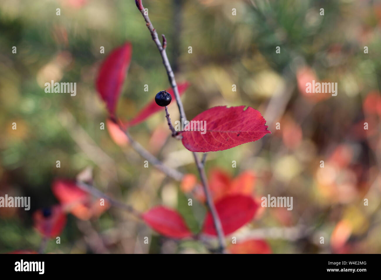 Red chokeberry tree hi-res stock photography and images - Alamy