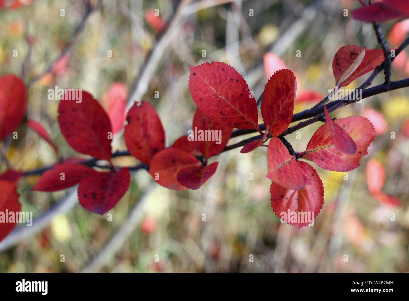 Red chokeberry leaves in a macro closeup with beautiful multicolored ...
