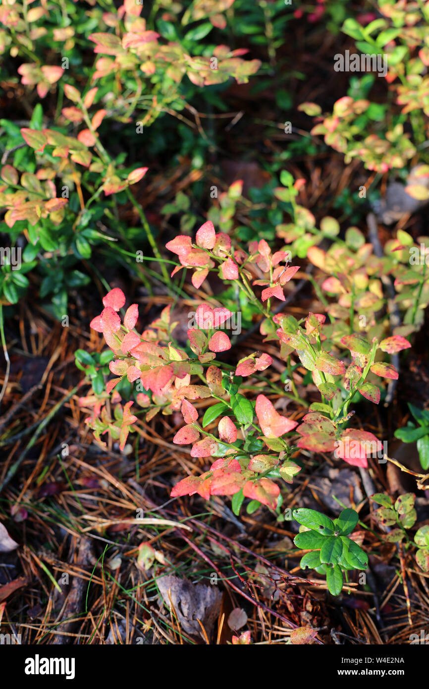 Colors of fall / autumn in a forest located in Finland. Details of ...