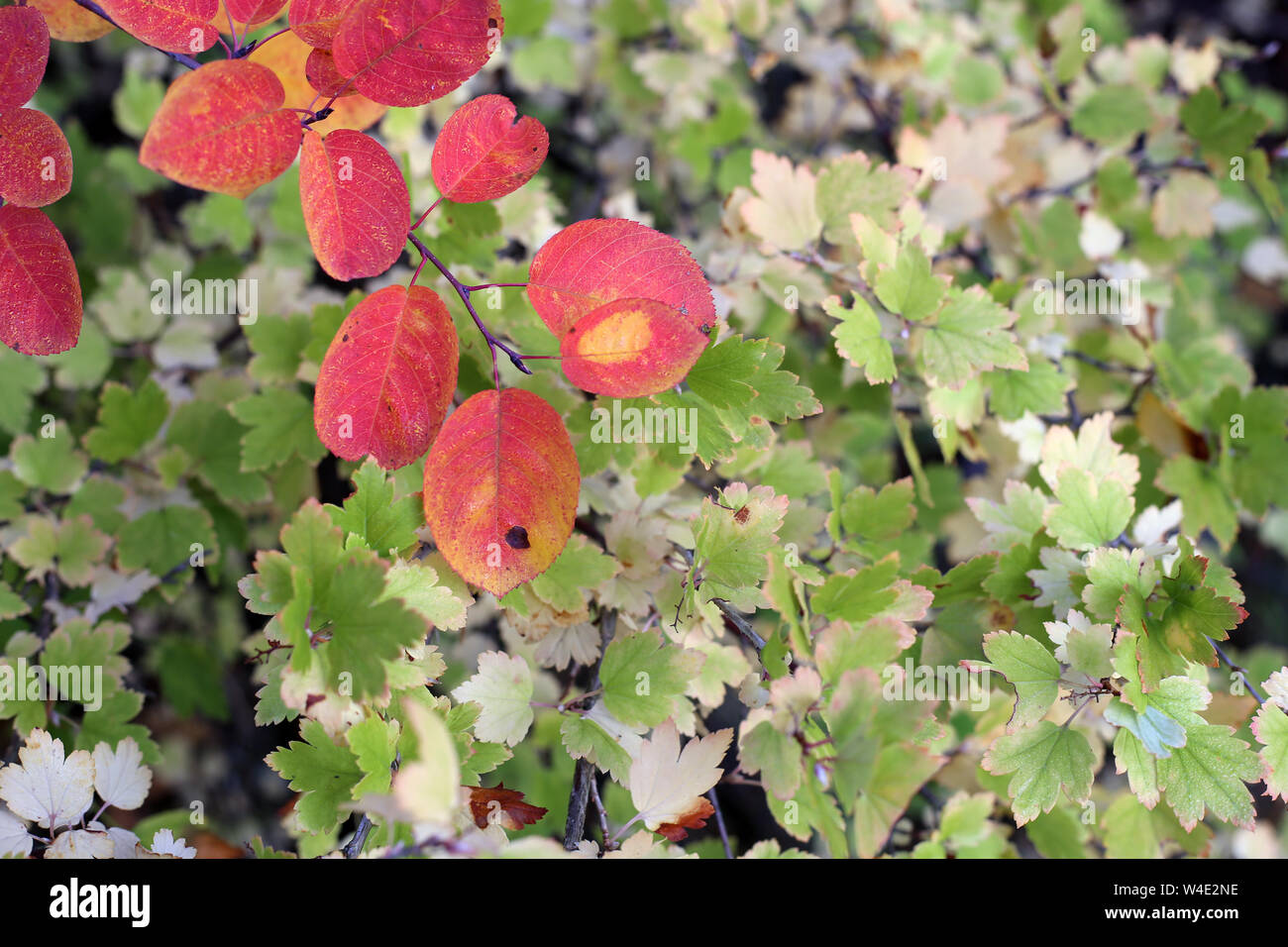 Red chokeberry leaves and a lot of green leaves of another plant ...