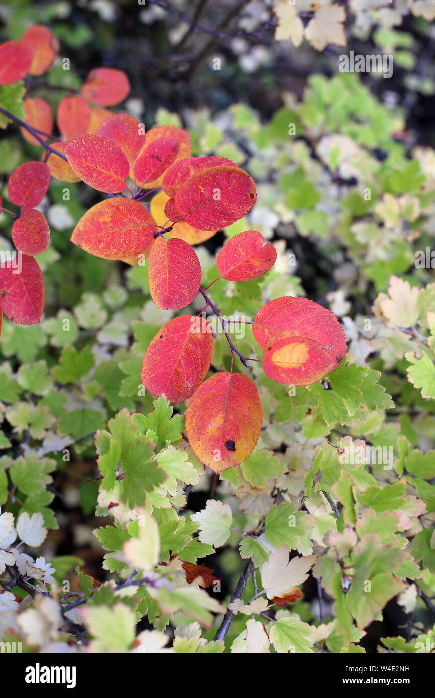 Red chokeberry leaves and a lot of green leaves of another plant ...