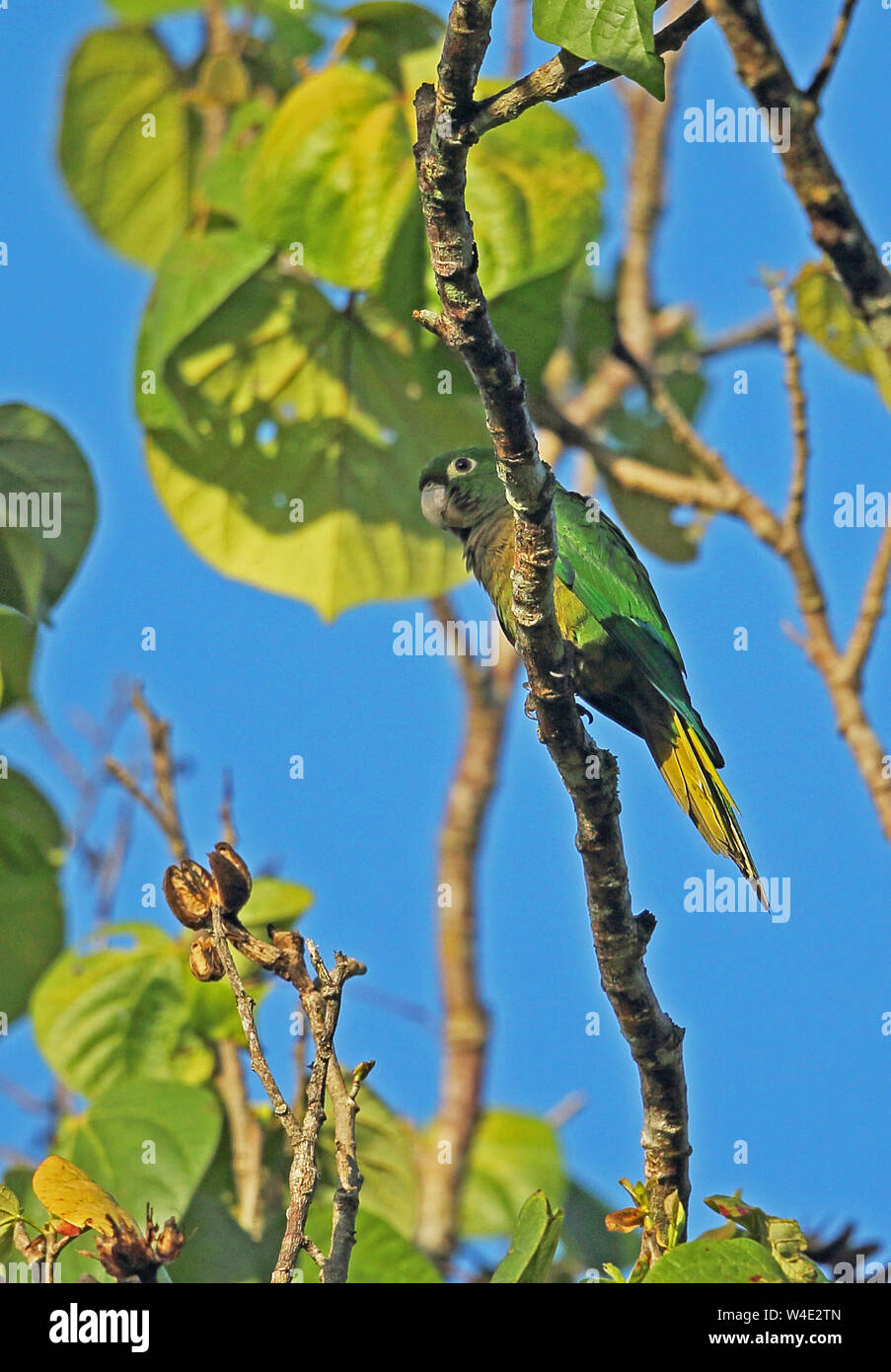 Olive-throated Parakeet (Aratinga nana) adult perched on branch ...