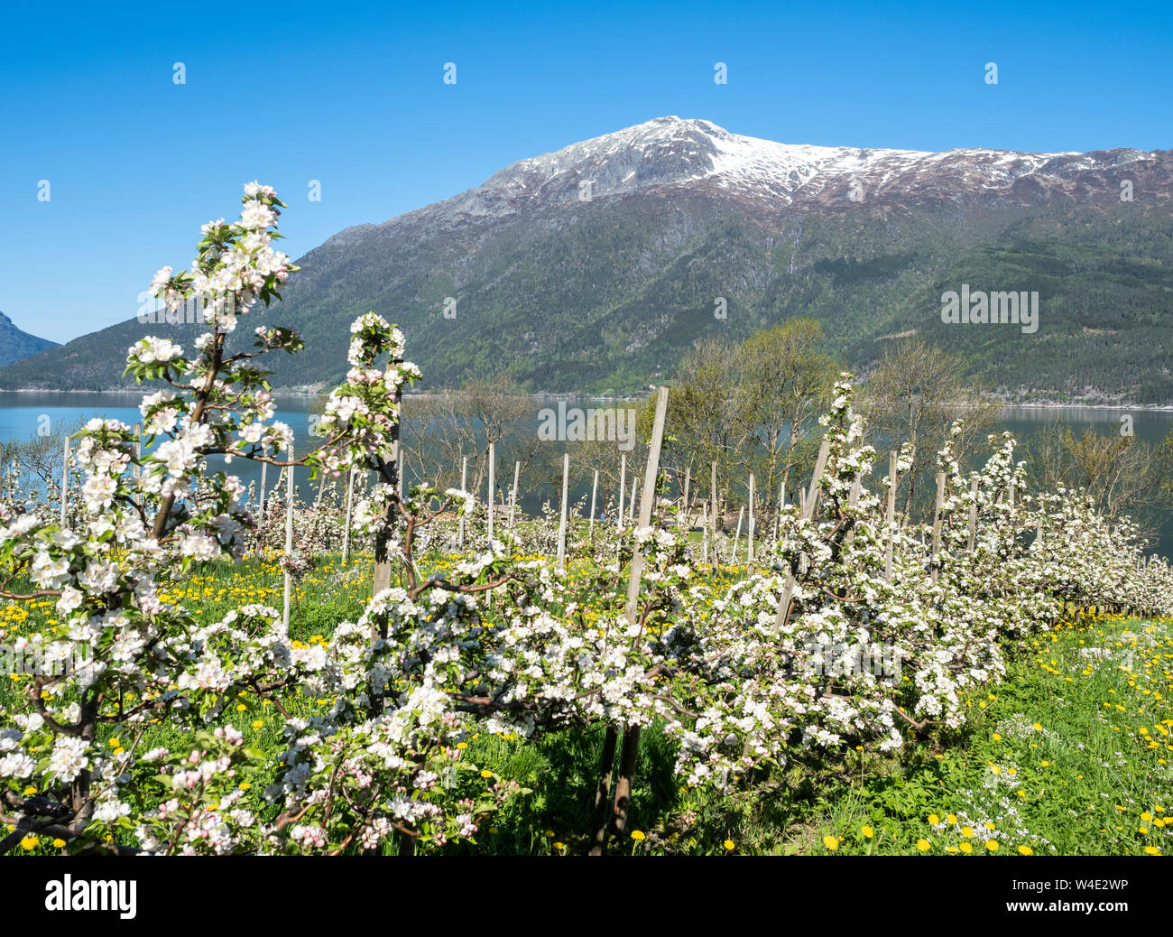 Apple farm near Lofthus at the Sörfjord, a branch of the Hardangerfjord ...