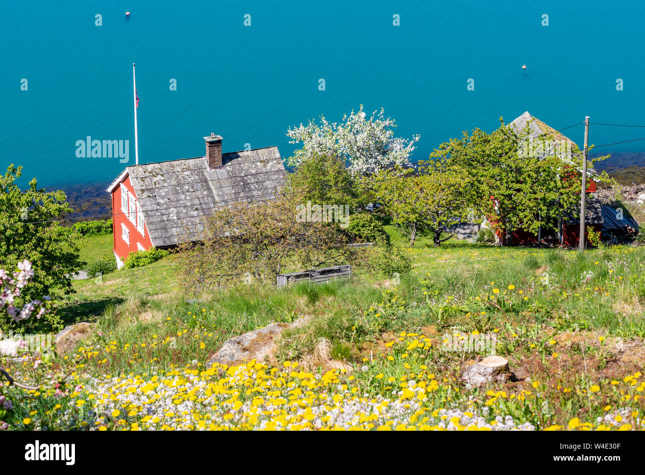 Typical red wooden house at the fjord, apple farm near Lofthus at the ...