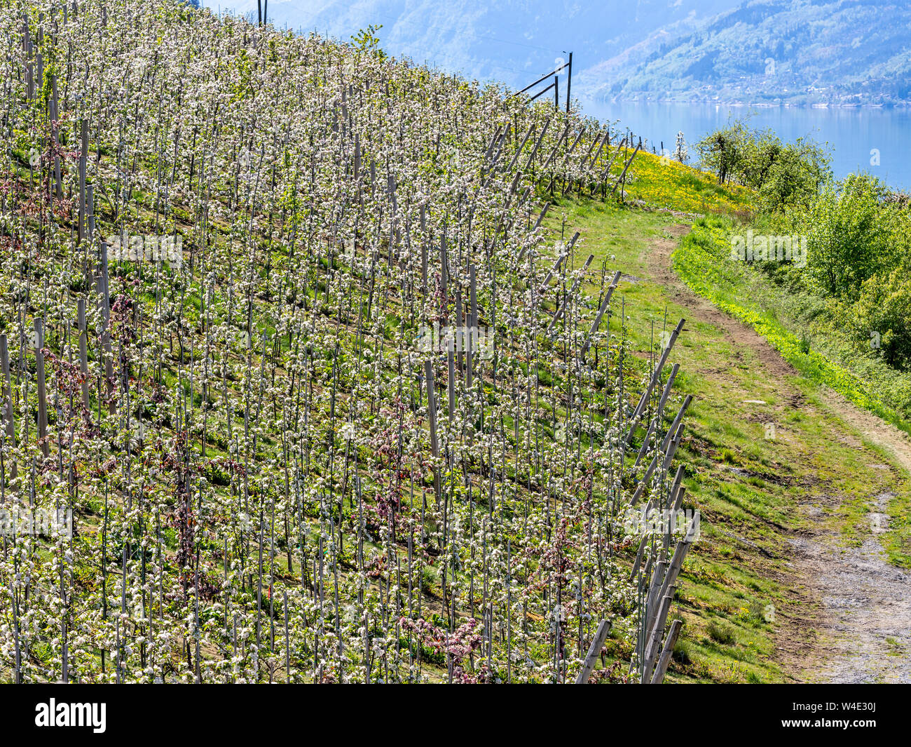 Apple farm near Lofthus at the Sörfjord, a branch of the Hardangerfjord ...