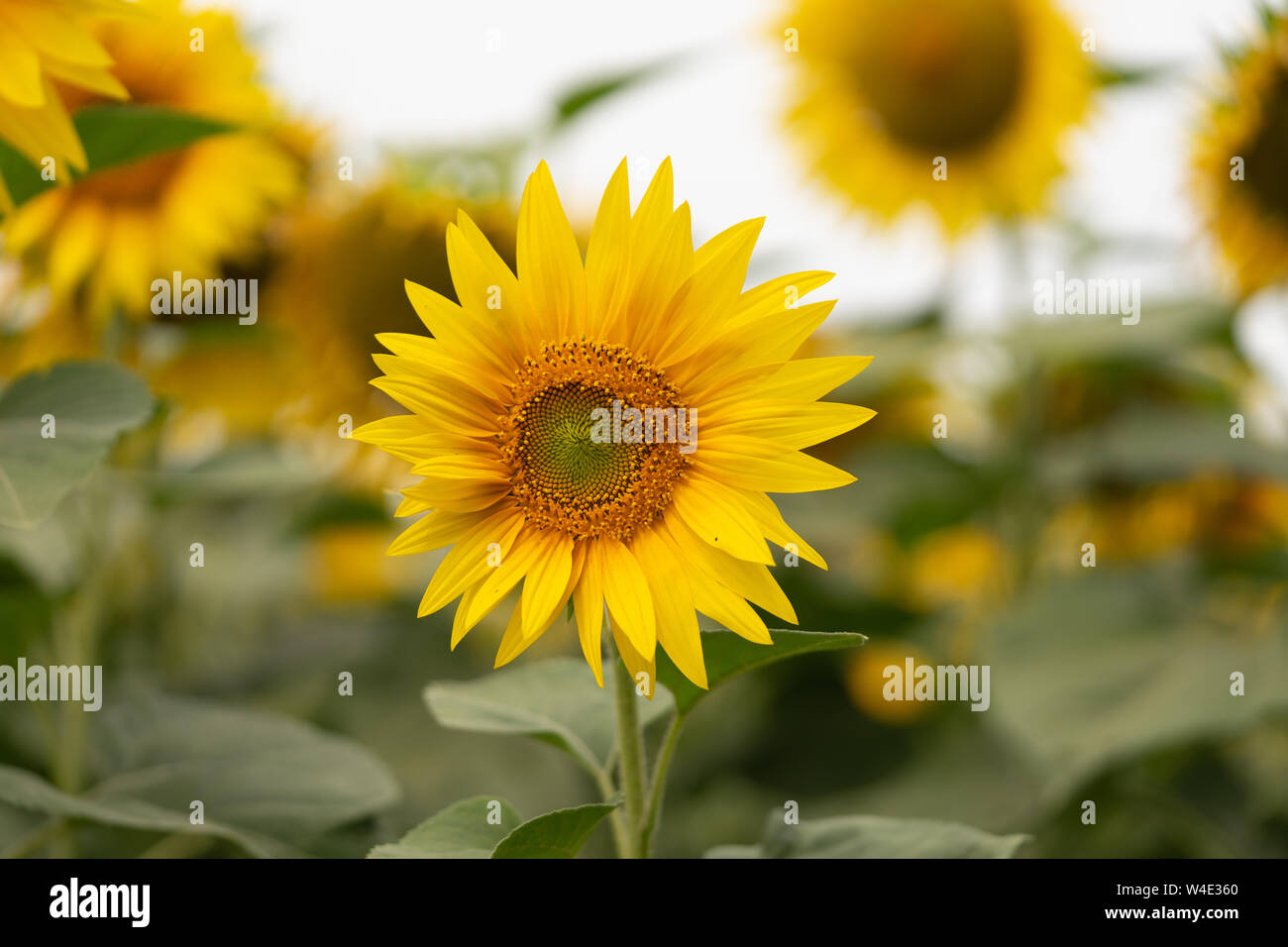 Young flower of sunflower in the field. Snapshot without retouching ...