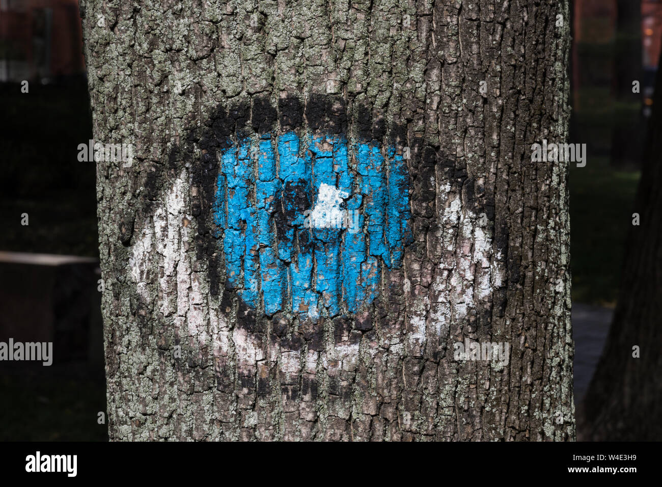 Eye pupil tree hi-res stock photography and images - Alamy