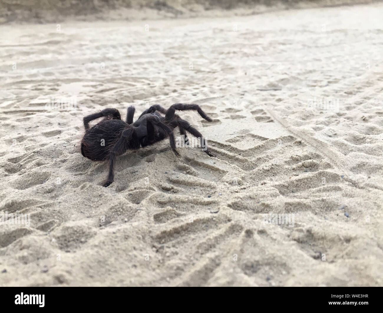 Western desert tarantula hi-res stock photography and images - Alamy