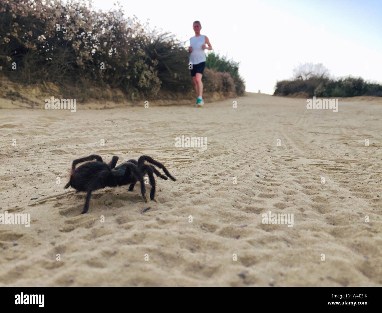 July 8, 2019, Laguna Beach, California, USA: A trail runner passes a ...