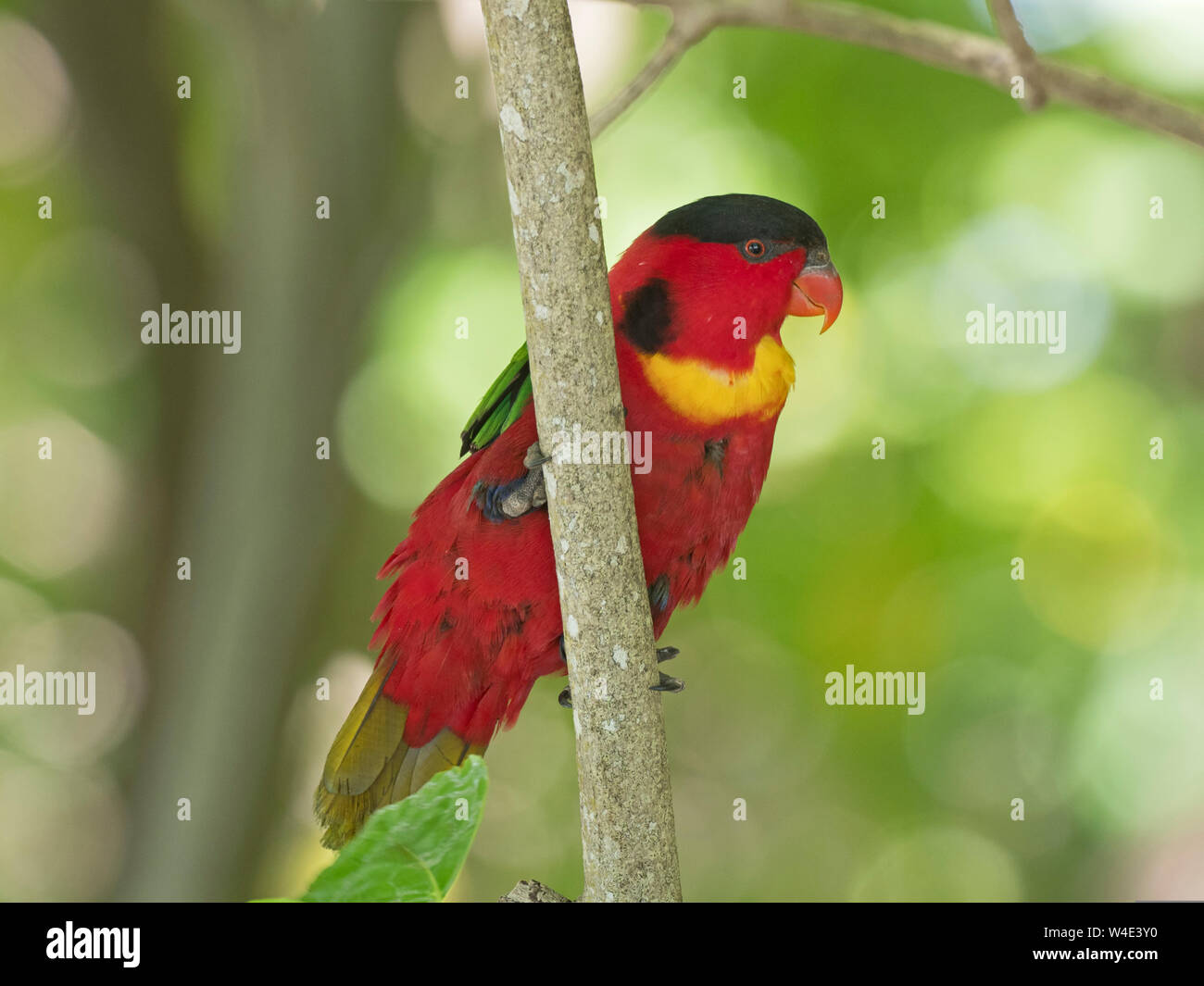 Yellow-bibbed Lory Lorius chlorocercus New Georgia Solomon Islands ...