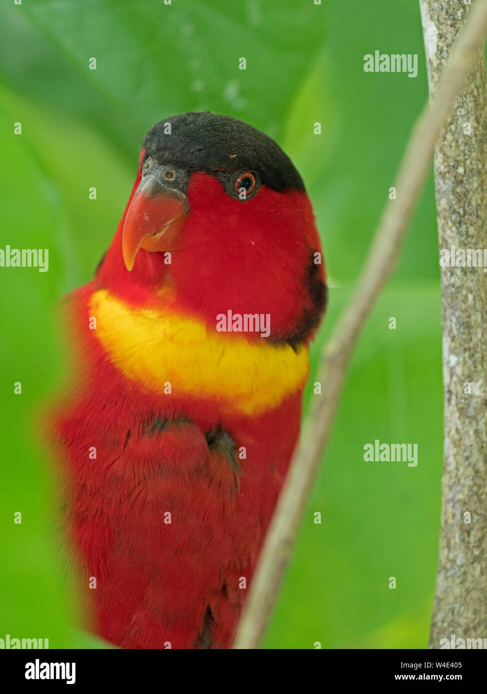 Yellow-bibbed Lory Lorius chlorocercus New Georgia Solomon Islands ...