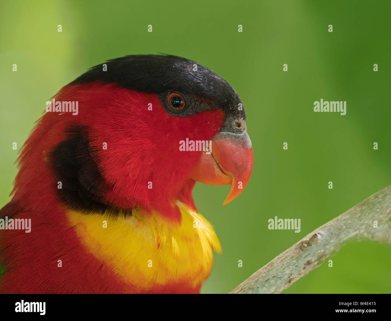 Yellow-bibbed Lory Lorius chlorocercus New Georgia Solomon Islands ...