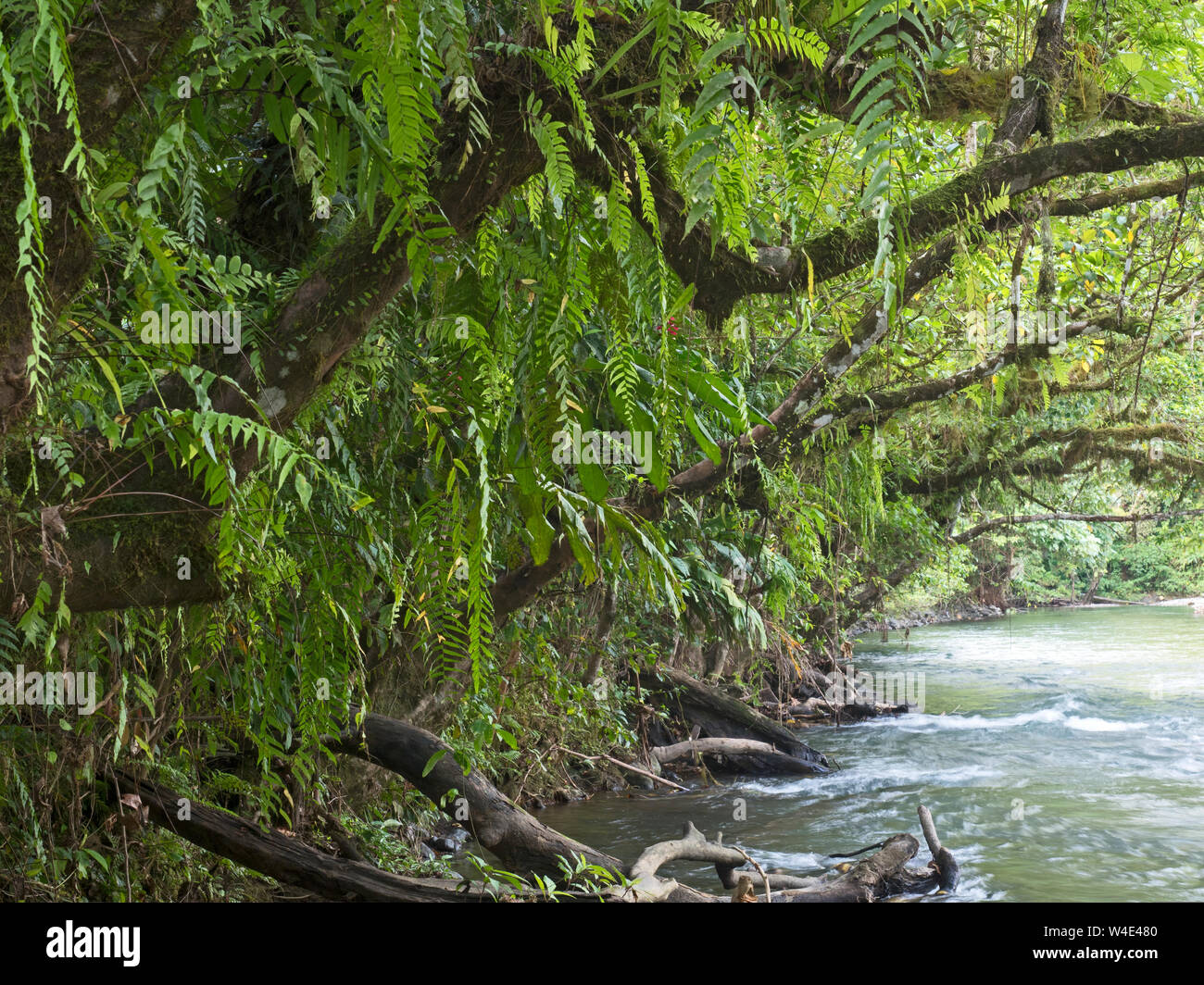 Ravo river forest nara on makira san cristobal solomon islands hi-res ...