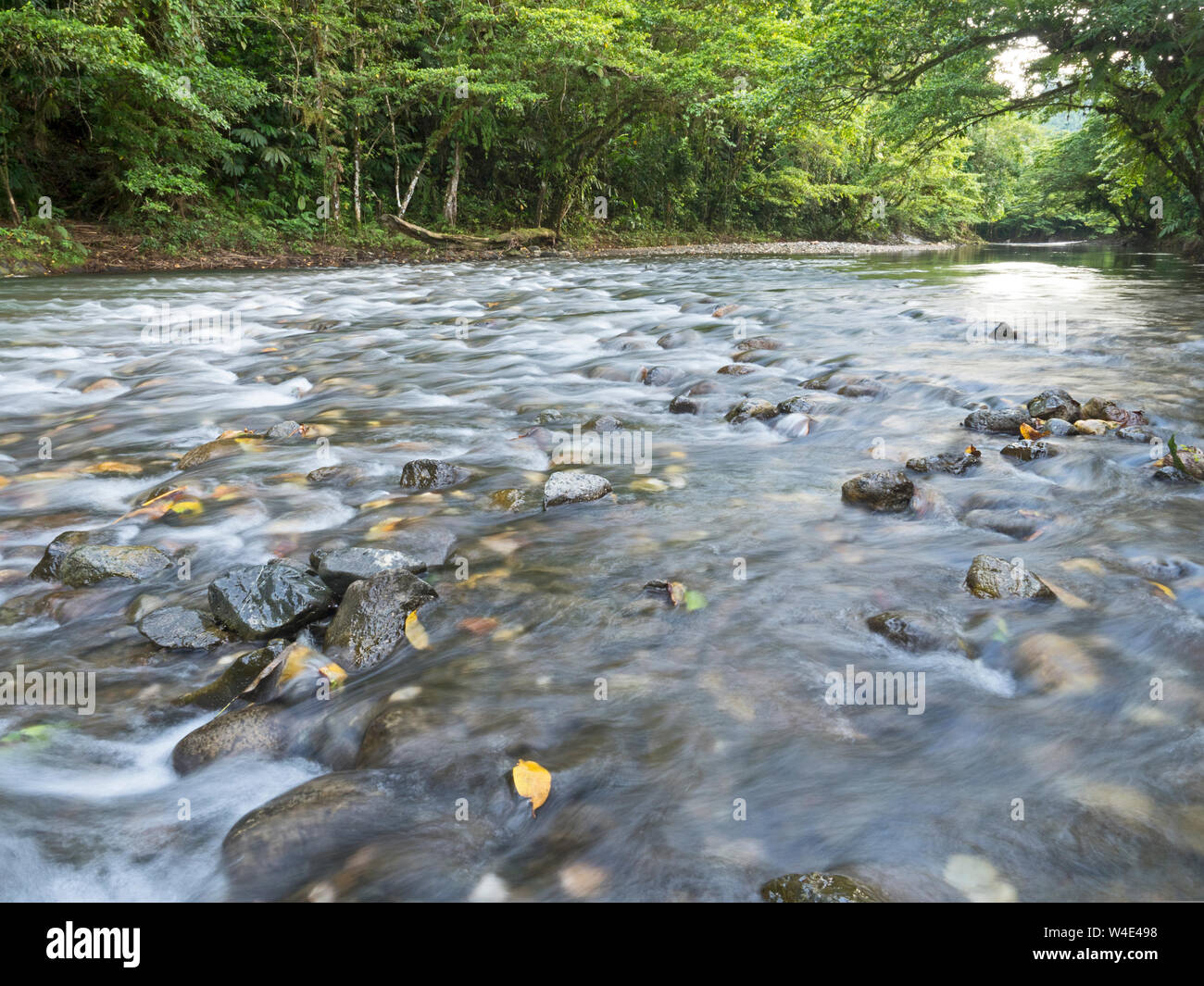 Ravo river forest nara on makira san cristobal solomon islands hi-res ...