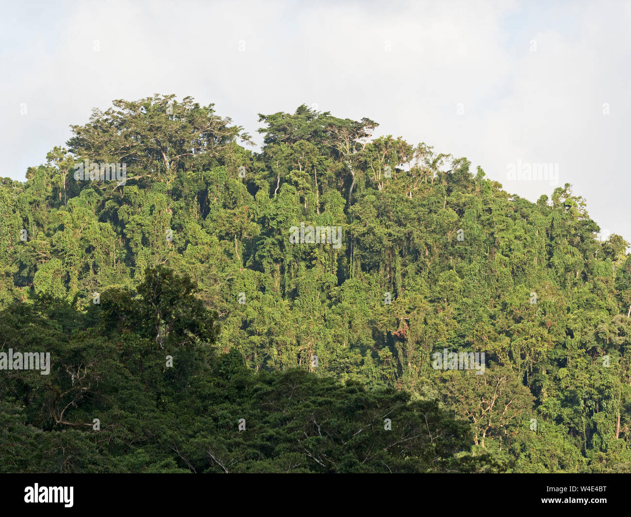 Primary tropical rainforest near Nara Makira (San Cristobal) Solomon ...