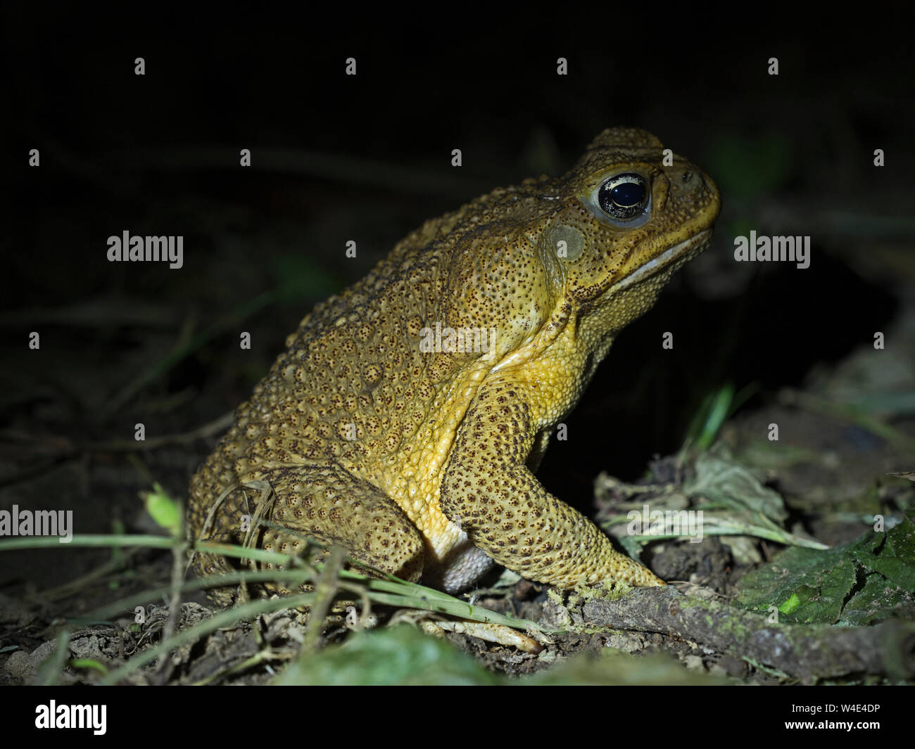 Cane toad (rhinella marina) hi-res stock photography and images - Alamy