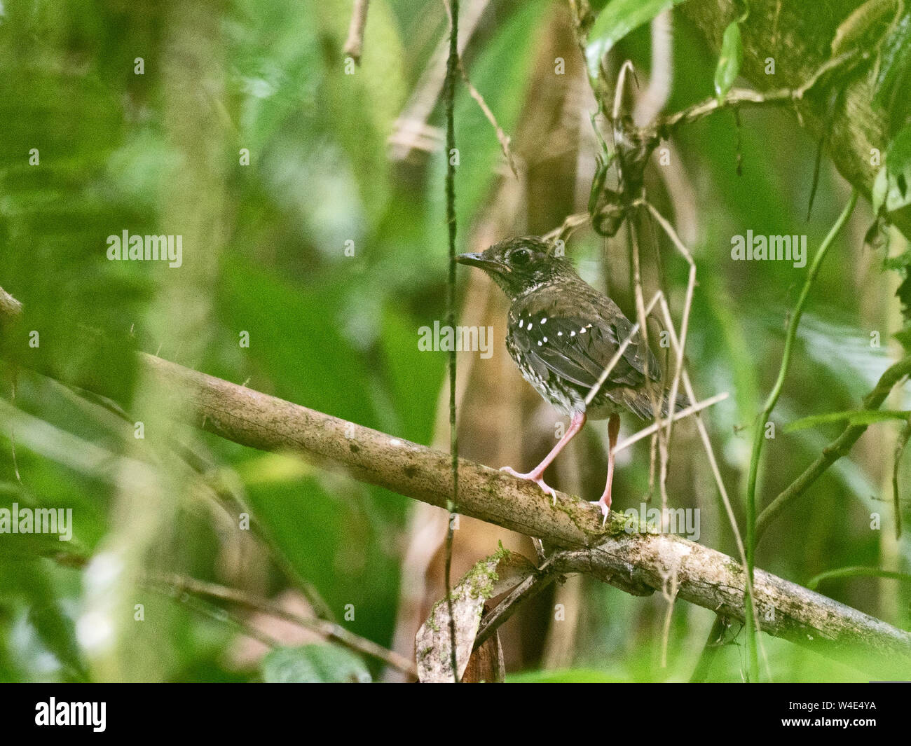 Makira thrush hi-res stock photography and images - Alamy