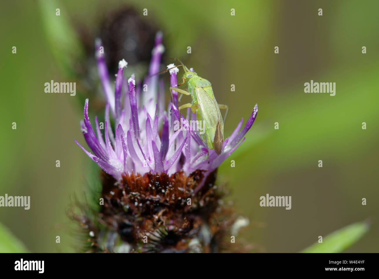 Potato Capsid Bug - Closterotomus norwegicus on Common or Black ...