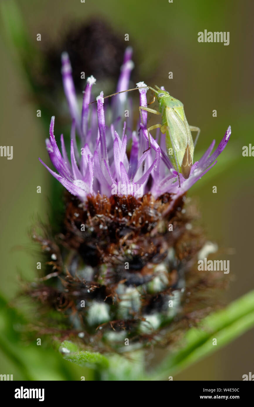 Potato Capsid Bug - Closterotomus norwegicus on Common or Black ...