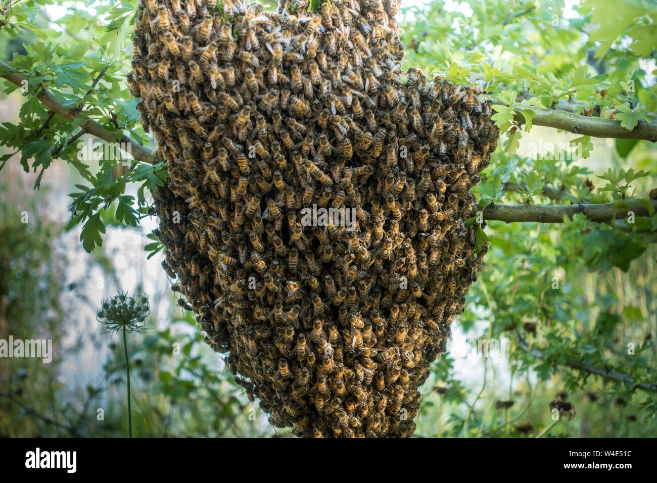 European Honey Bees, Apis Mellifera formed in a cluster or swarm ...