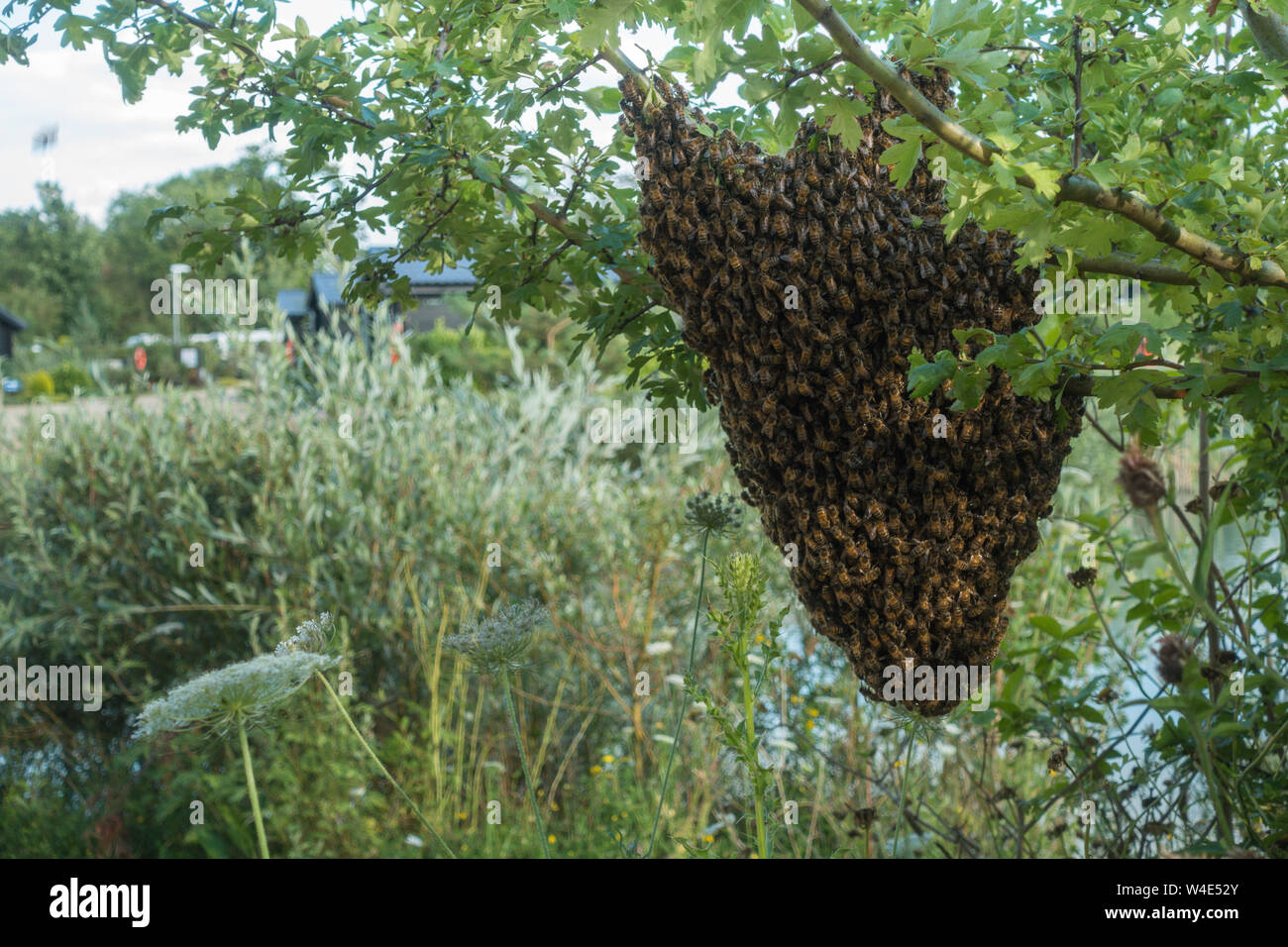 European honey bees hi-res stock photography and images - Alamy
