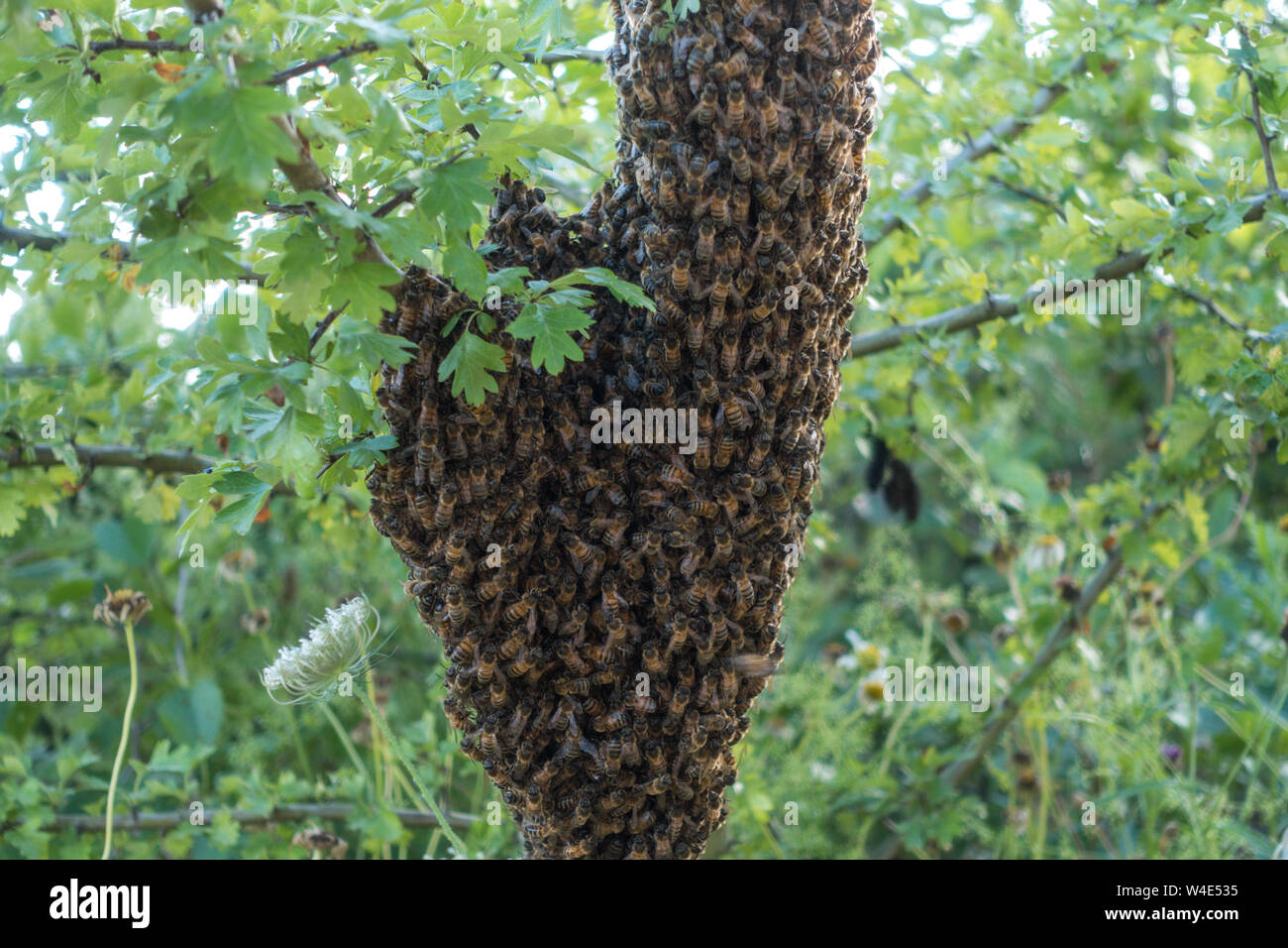 European Honey Bees, Apis Mellifera formed in a cluster or swarm ...