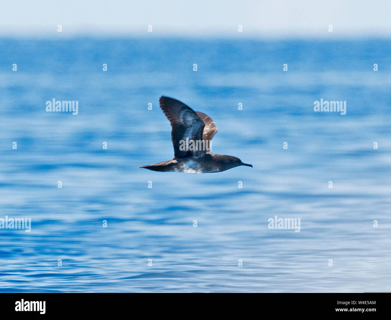 Heinroth's Shearwater Puffinus heinrothi off Savo Island Solomon ...