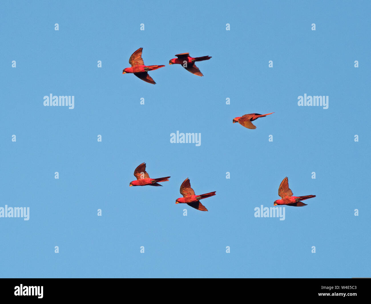 Cardinal Lory Chalcopsitta cardinalis Savo Island, Solomon Islands ...