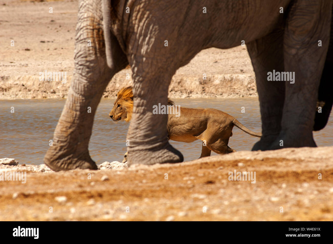 Male Lion (Panthera leo) passing near a elephant (Elephas maximus) at ...