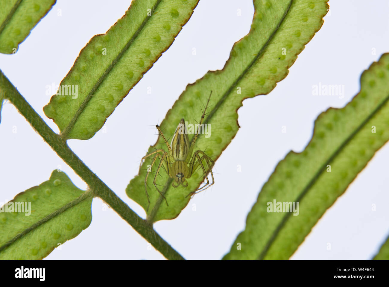 Spider hiding behind the fern leaf. Fern leaf with dotted structures ...