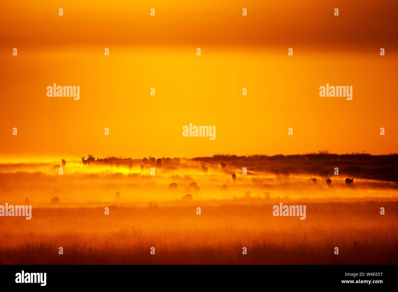 Springbok at sunset hi-res stock photography and images - Alamy