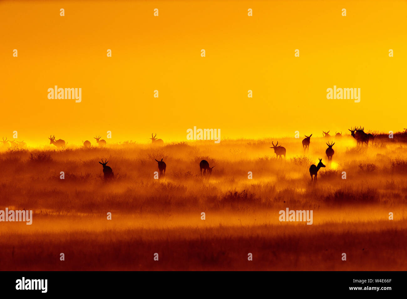 Springbok at sunset hi-res stock photography and images - Alamy