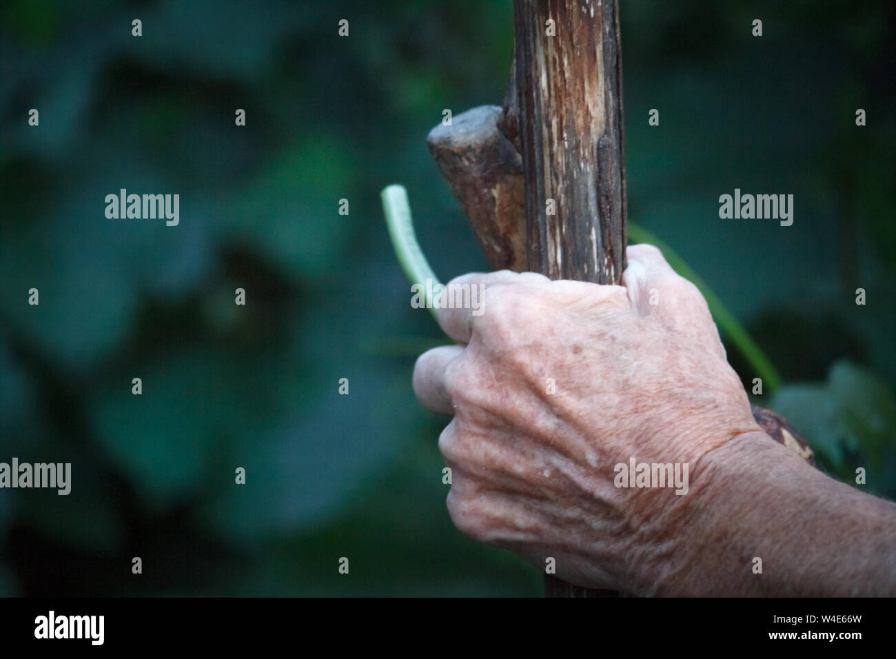 Gnarled Hand High Resolution Stock Photography and Images - Alamy
