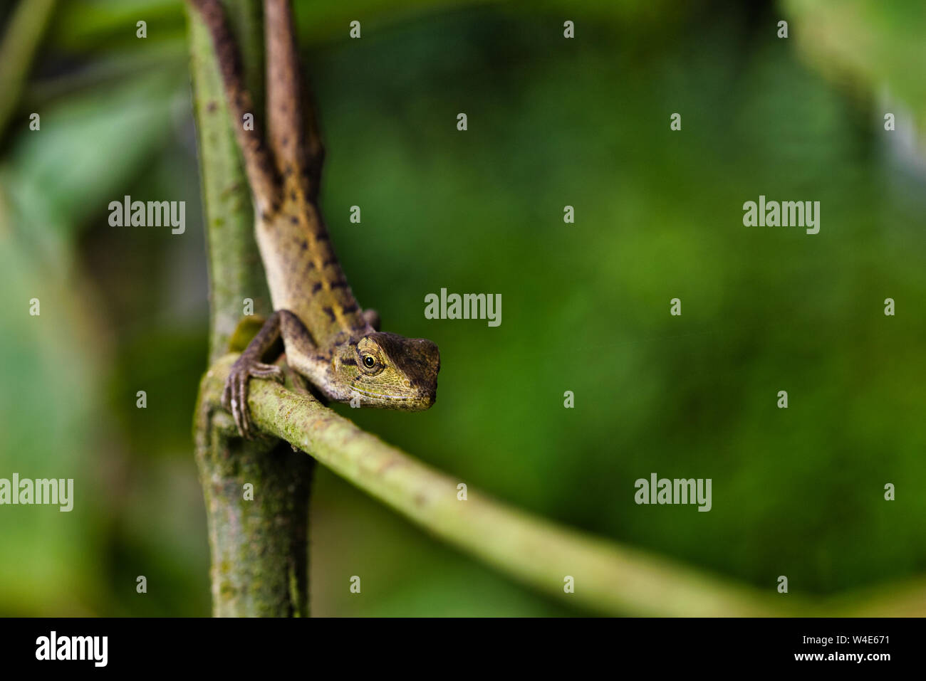 Common lizard, climbing down the tree. intense as it looking at the ...