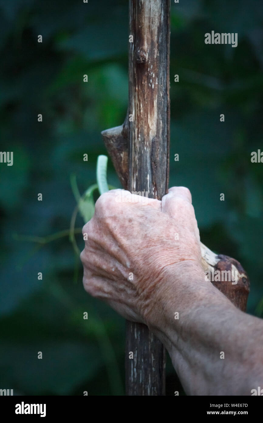 Gnarled fingers hi-res stock photography and images - Alamy