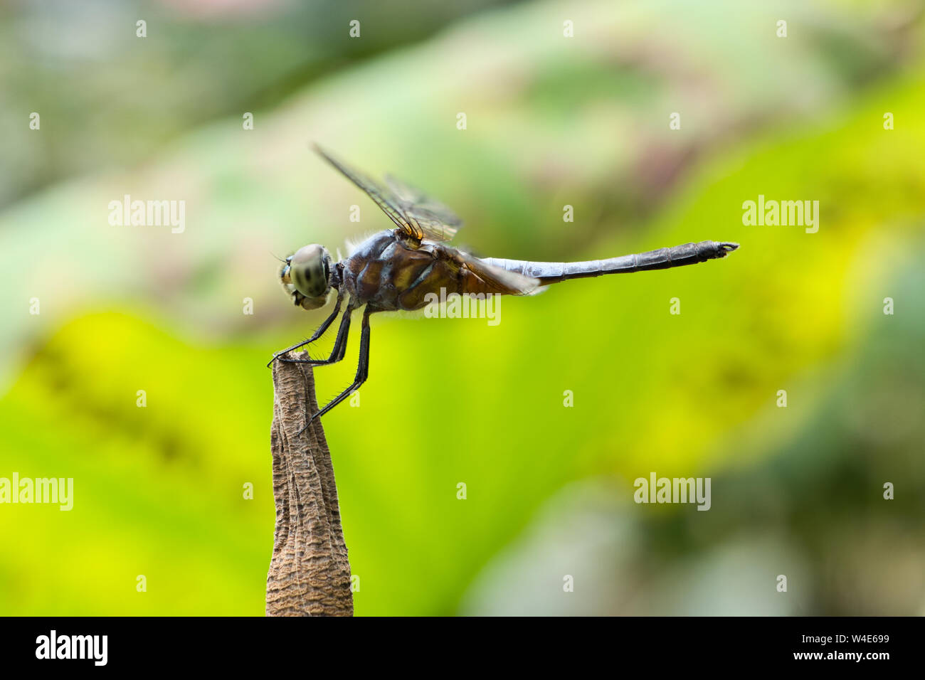 Dragonfly smiling looking in to the lens, standing still. horizontal ...