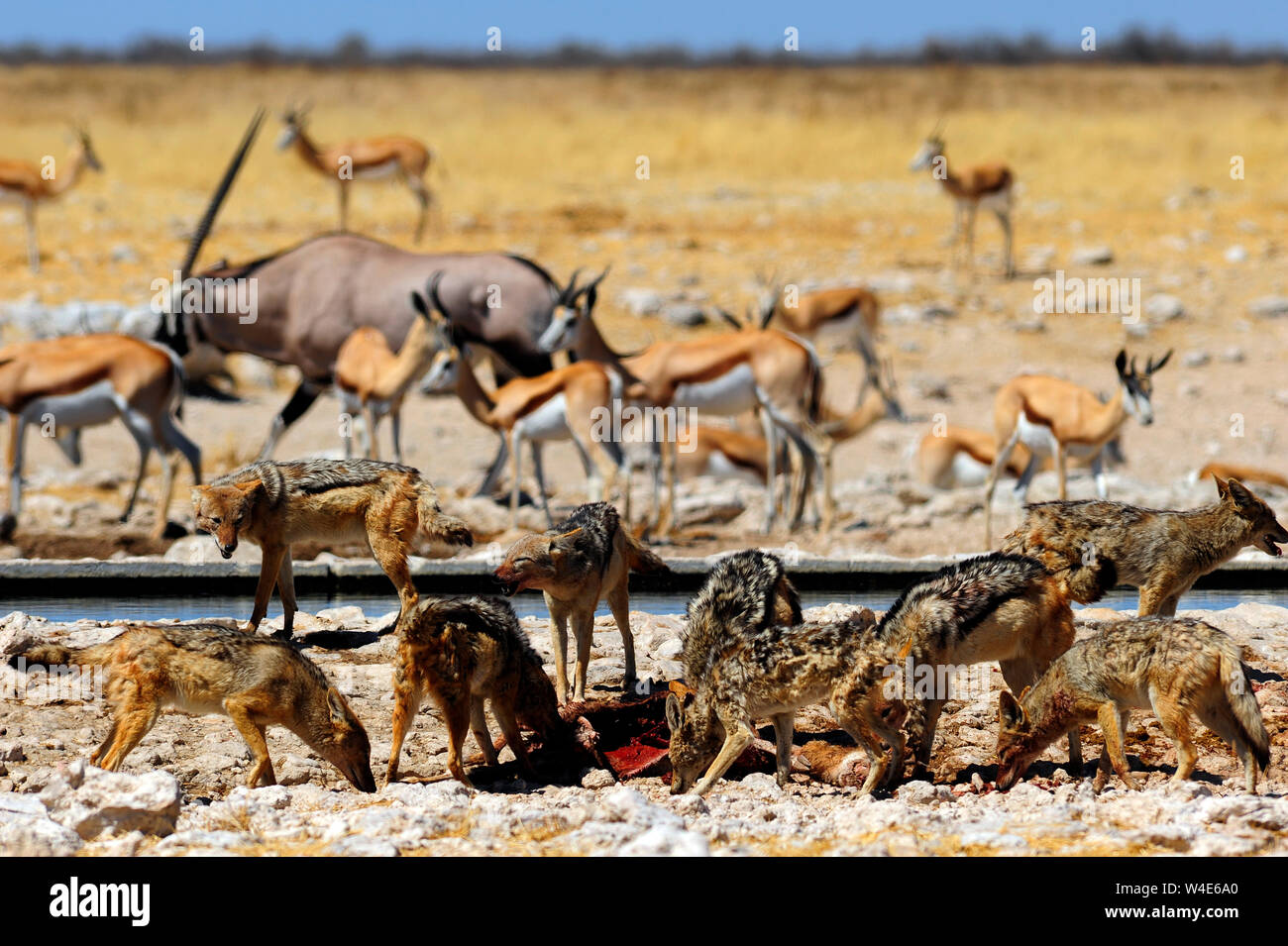 African food chain hi-res stock photography and images - Alamy