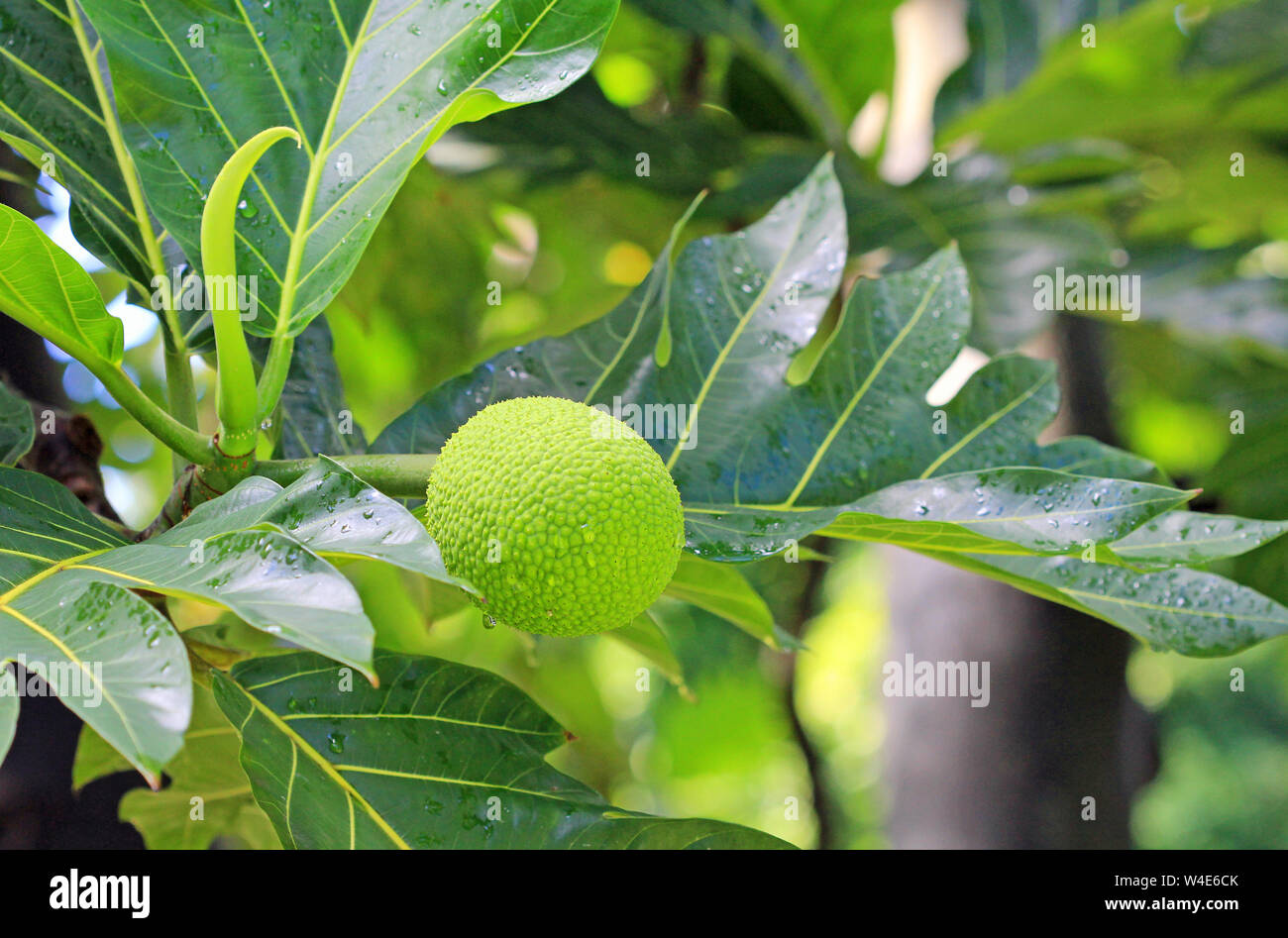 Breadfruit hawaii hi-res stock photography and images - Alamy