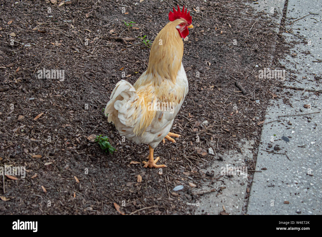 Tampa Bay, Florida. July 12, 2019 Rooster in Centennial Park at Ybor ...