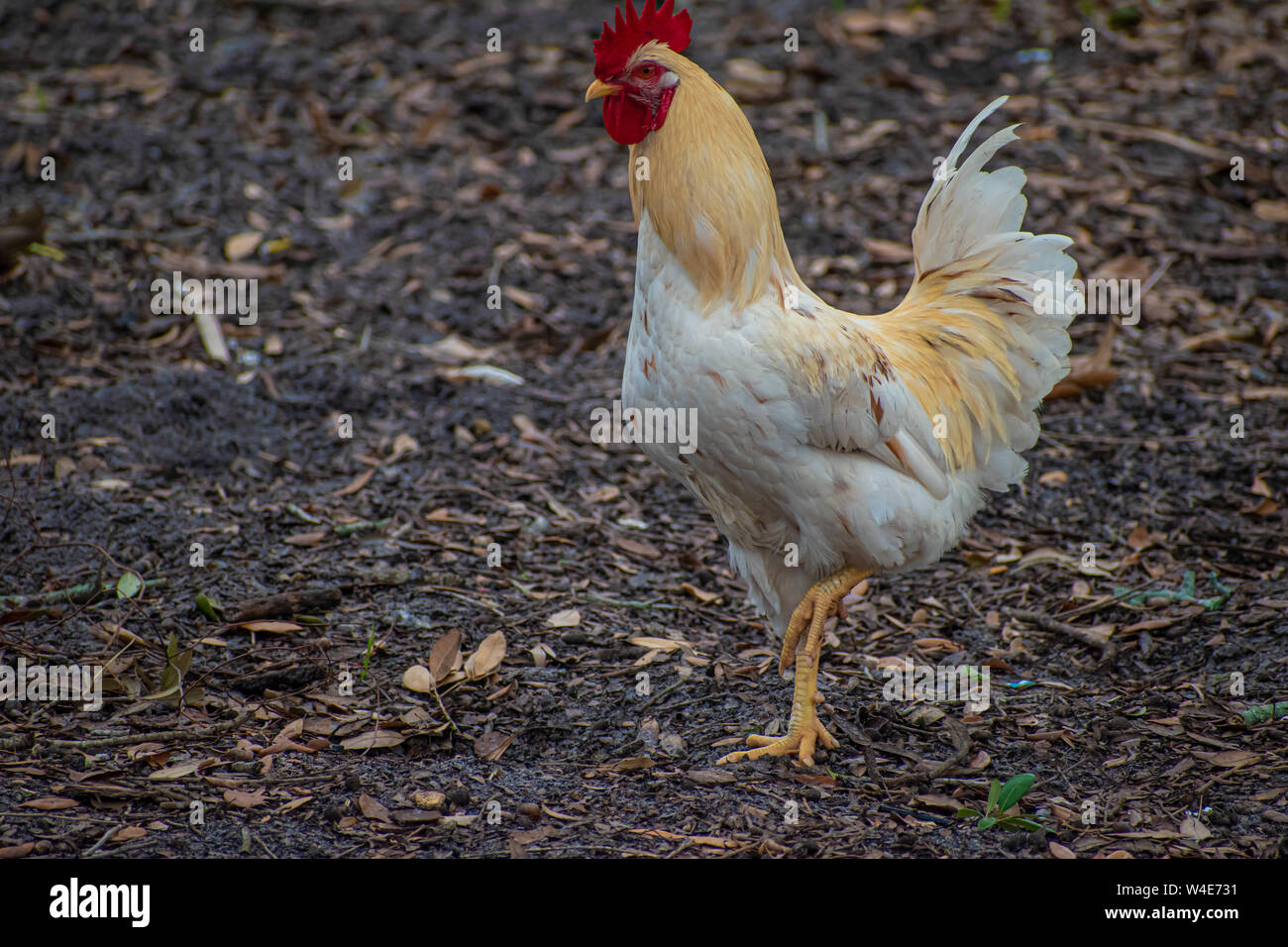 Tampa Bay, Florida. July 12, 2019 Rooster in Centennial Park at Ybor ...