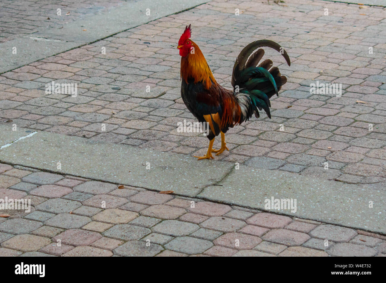 Ybor city rooster hi-res stock photography and images - Alamy