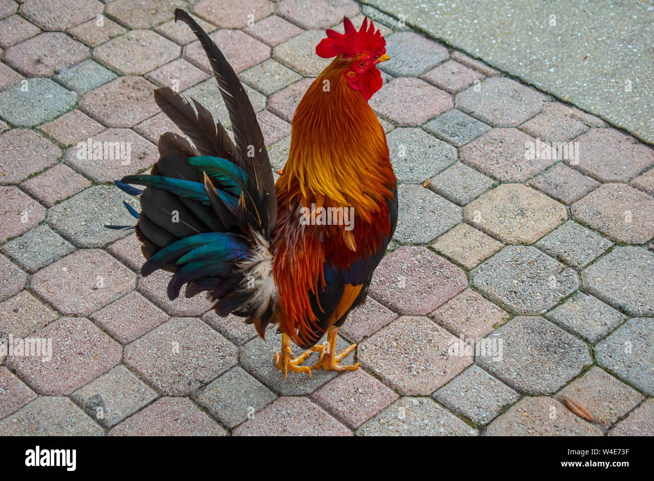 Tampa Bay, Florida. July 12, 2019 Rooster in Centennial Park at Ybor ...