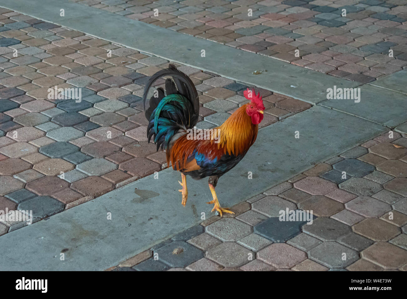 Tampa Bay, Florida. July 12, 2019 Rooster in Centennial Park at Ybor ...