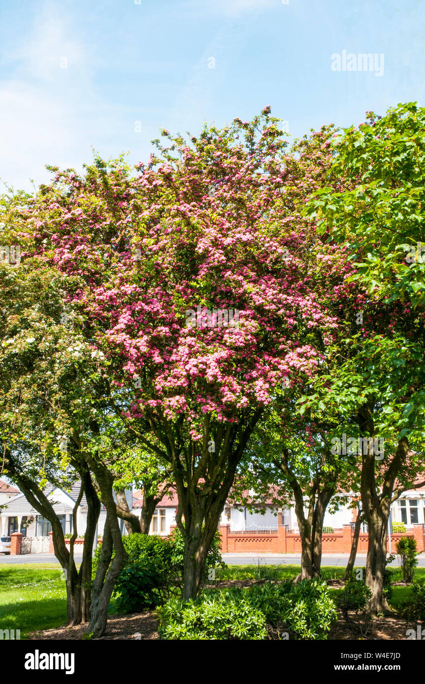Thorny tree hi-res stock photography and images - Alamy